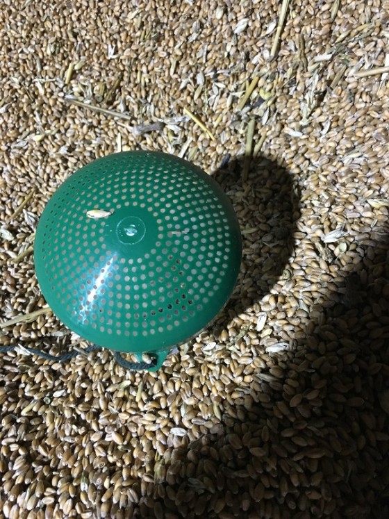 The Story behind our Mulika Wheat - Prior's Flour